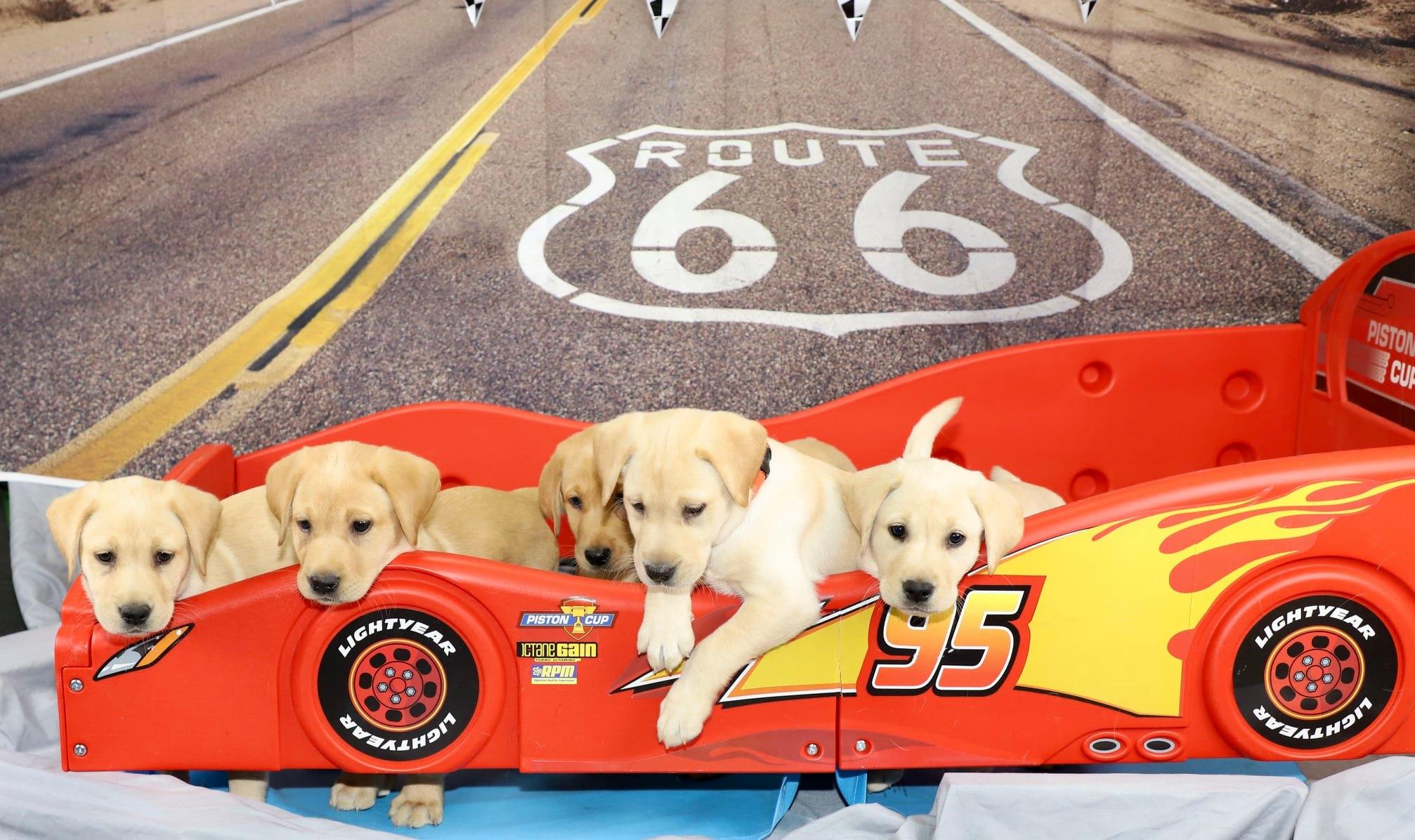 Tattle Tail Scent Dogs in Utah | Labrador Retriever puppies | Good Dog