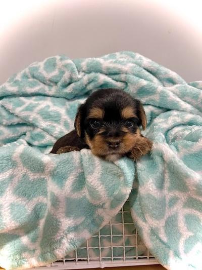 K’s Yorkies in Oklahoma | Yorkshire Terrier puppies | Good Dog