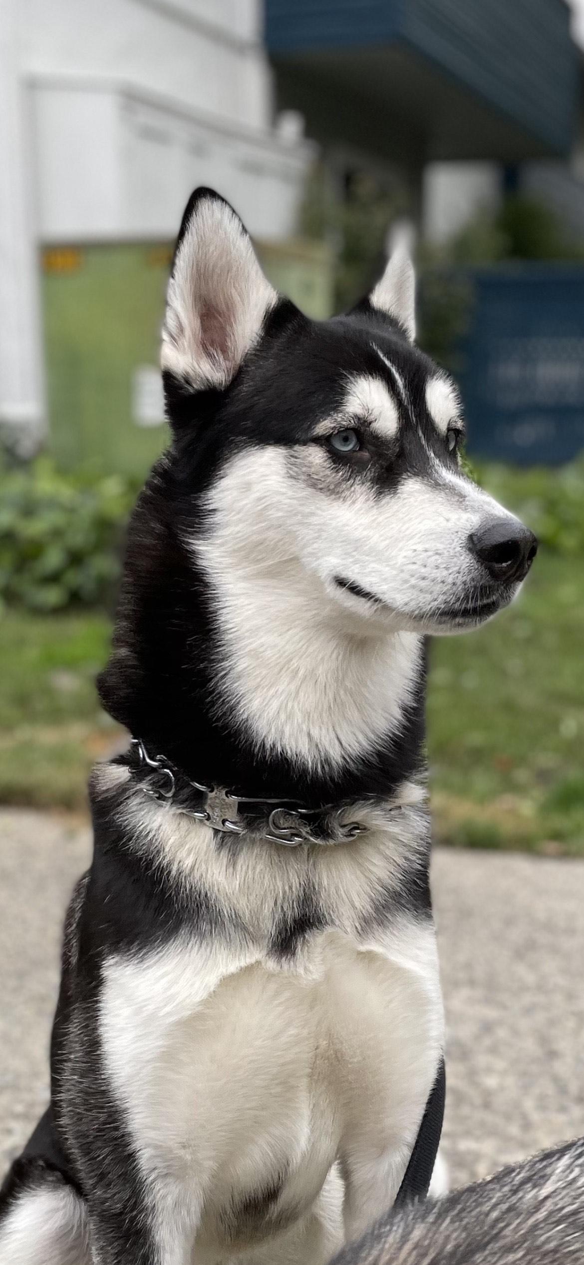 Meekos Husky in California | Siberian Husky puppies | Good Dog