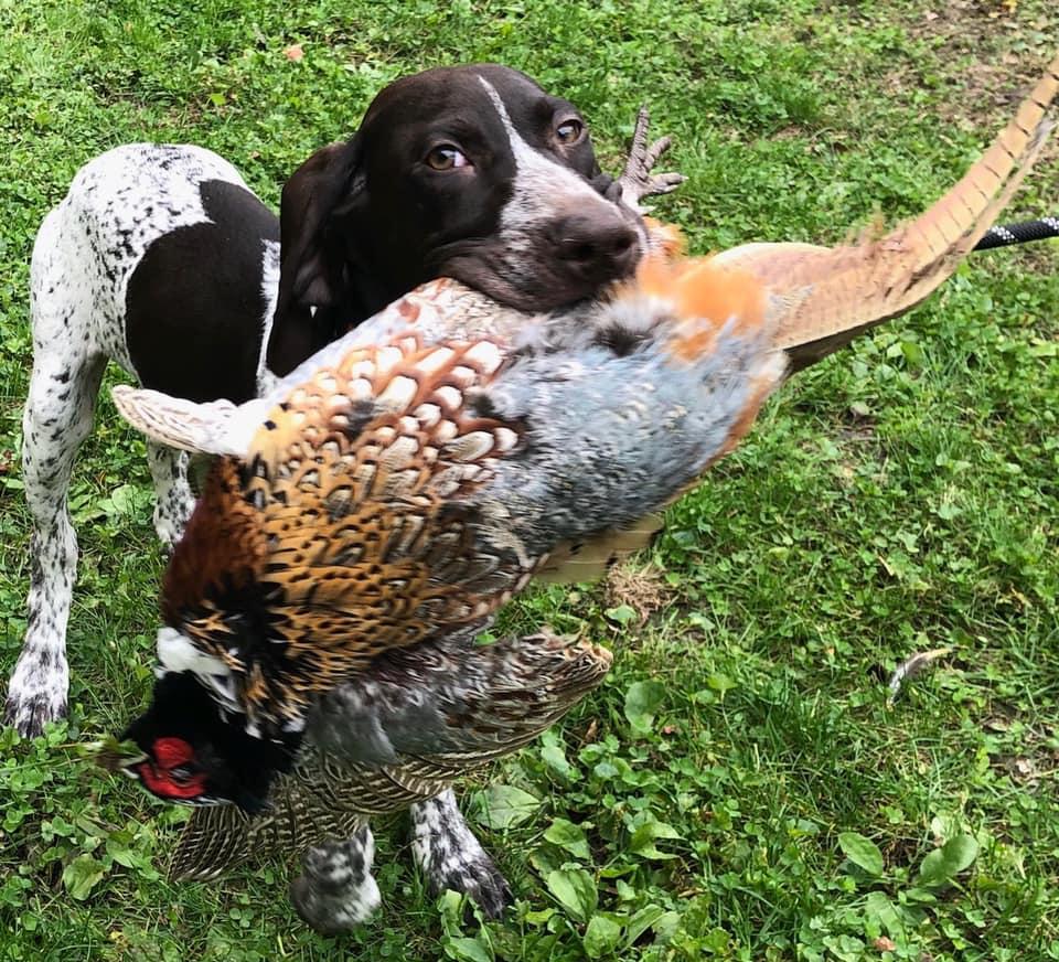 Wingpointer Gun Dogs in Pennsylvania | Vizsla puppies | Good Dog