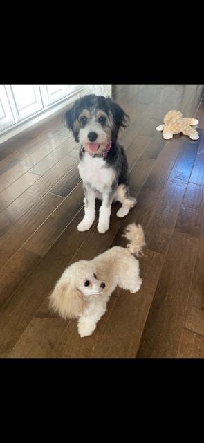 Designer K9's in Indiana | Bernedoodle, Cavalier King Charles Spaniel ...
