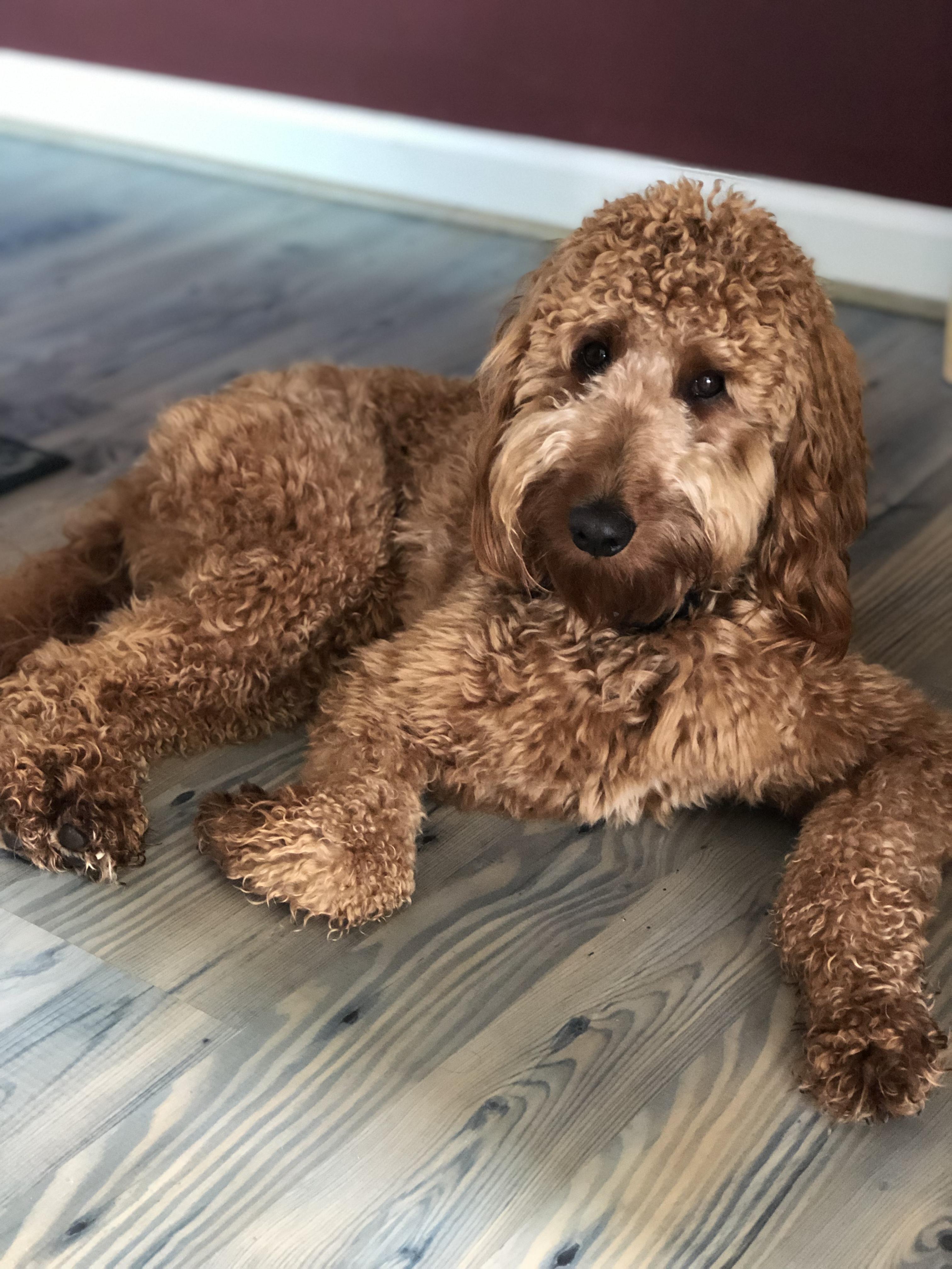 Curlydoodles in Maryland | Goldendoodle puppies | Good Dog