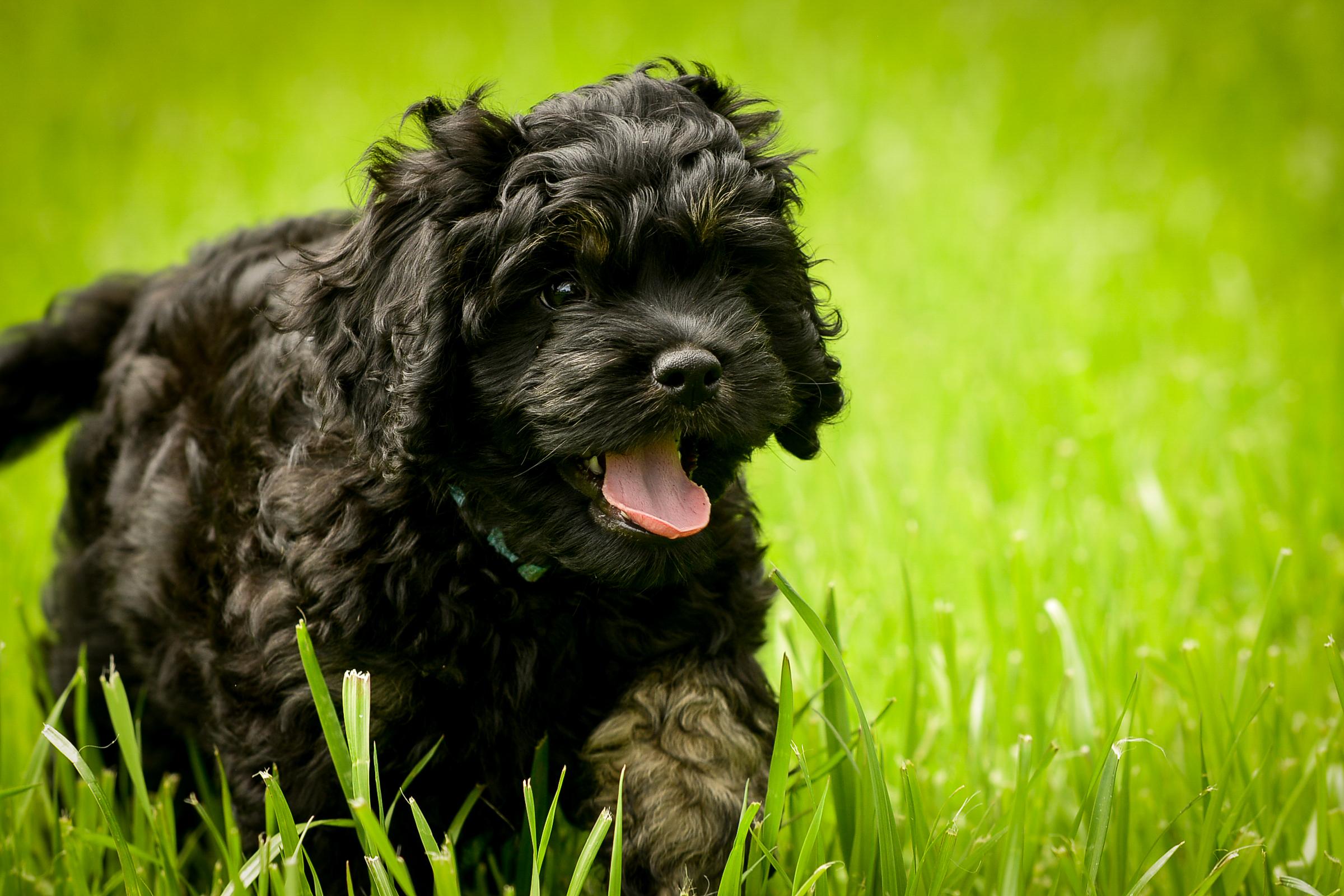 Gold Heart Pups in Oregon | Cockapoo puppies | Good Dog