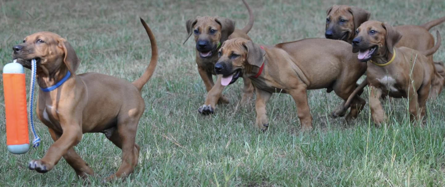 Kimba’s Pride Rhodesian Ridgebacks in Louisiana | Rhodesian Ridgeback ...