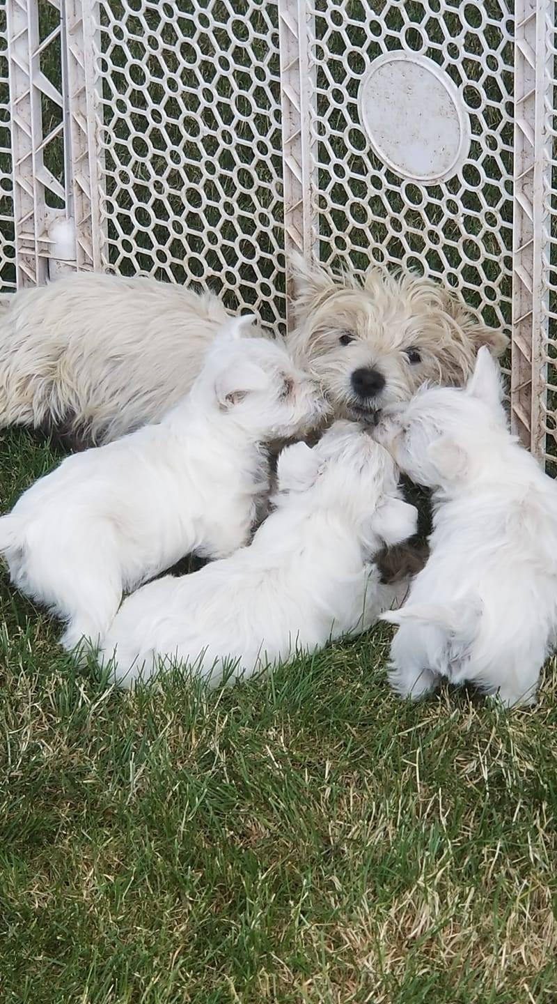 Broken Road Westies in Oregon | West Highland White Terrier puppies ...