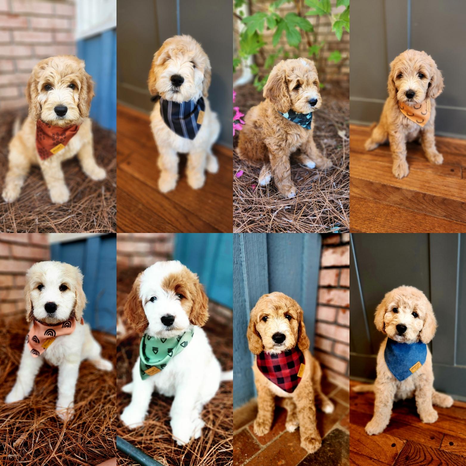 Jericho Junction Doodles and Poodles in Alabama | Goldendoodle and ...
