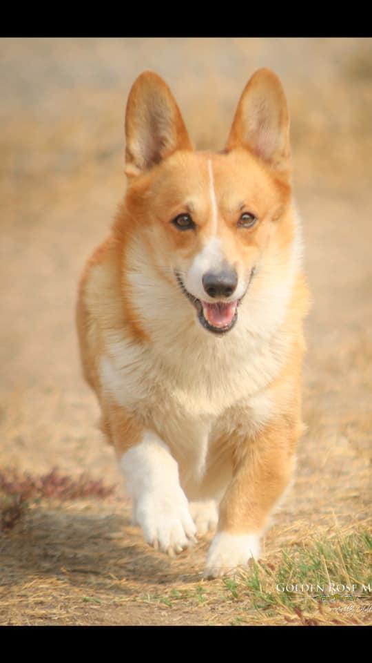 Wildfire Ranch in California | Pembroke Welsh Corgi and American Corgi ...