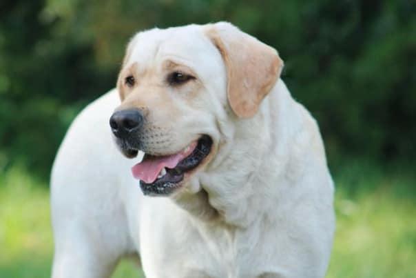 Belle Rose Labradors in Florida | Labrador Retriever puppies | Good Dog