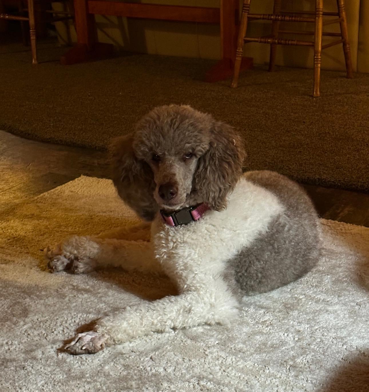 Noble Standards in Michigan | Poodle puppies | Good Dog