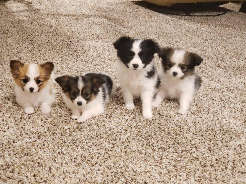 Swan Creek Kennel in Missouri | Papillon puppies | Good Dog