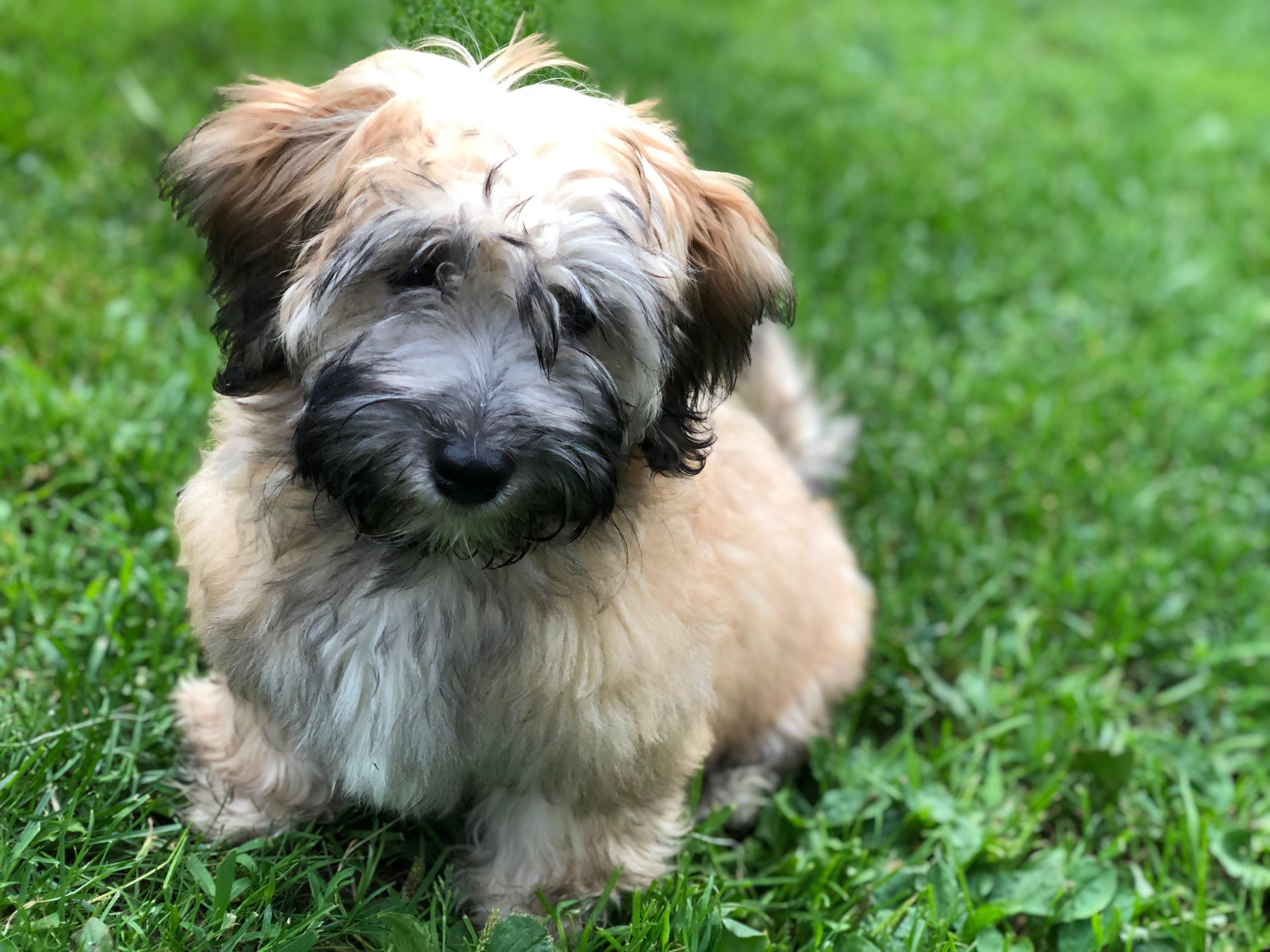 Maplewood Silks in Vermont | Havana Silk Dog puppies | Good Dog