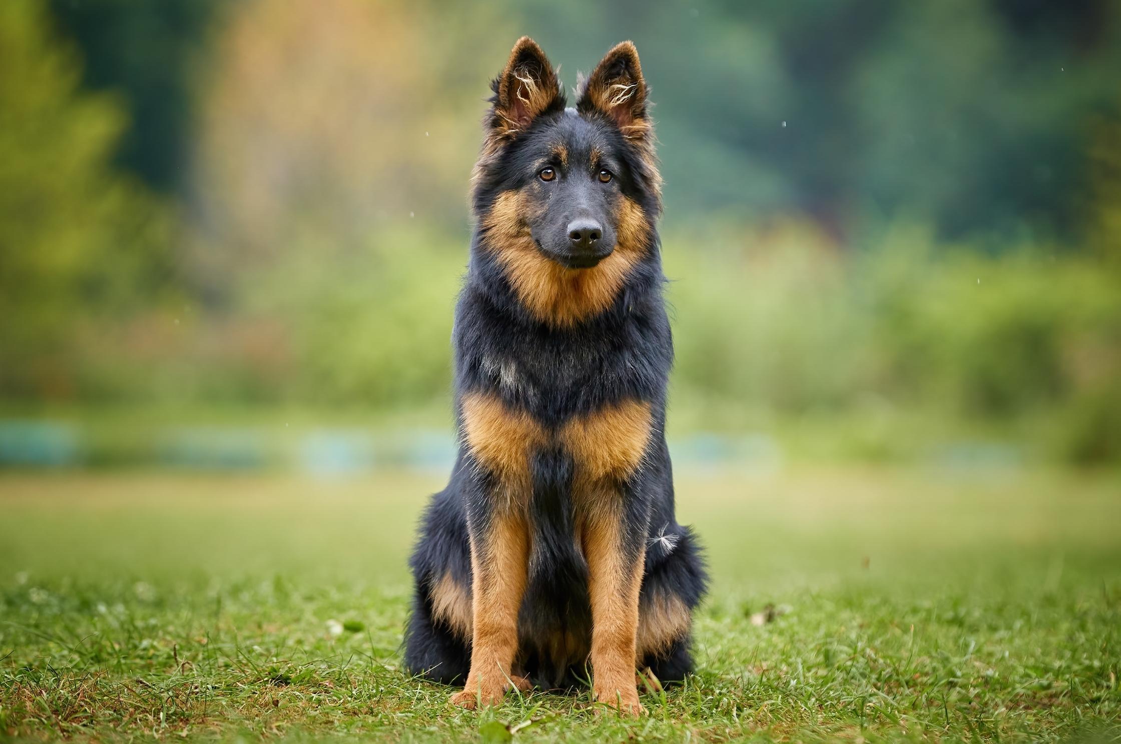 #1 Guide to Health Testing — Bohemian Shepherd | Good Dog
