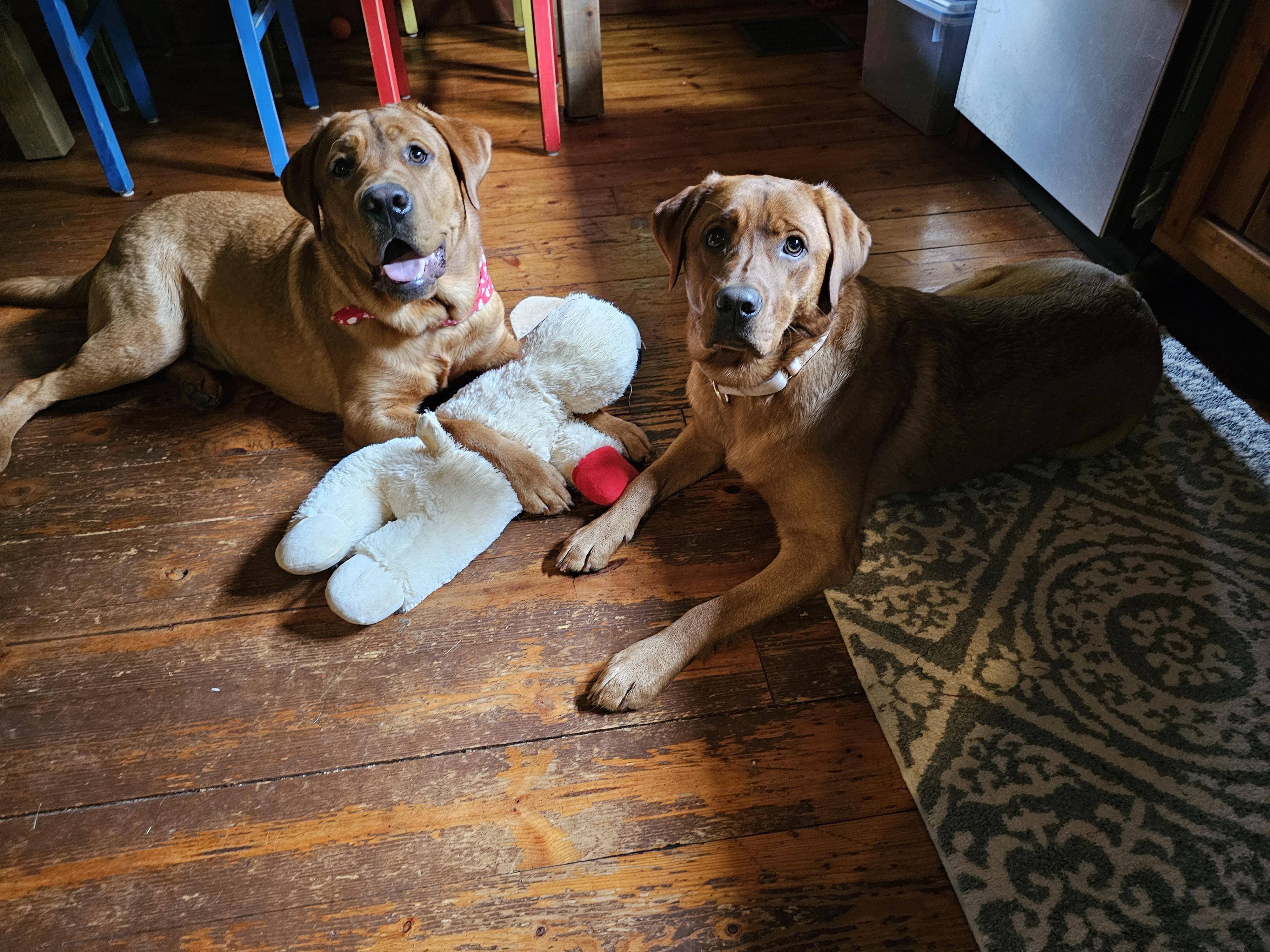 Oakley's Ohio Labradors in Ohio | Labrador Retriever puppies | Good Dog
