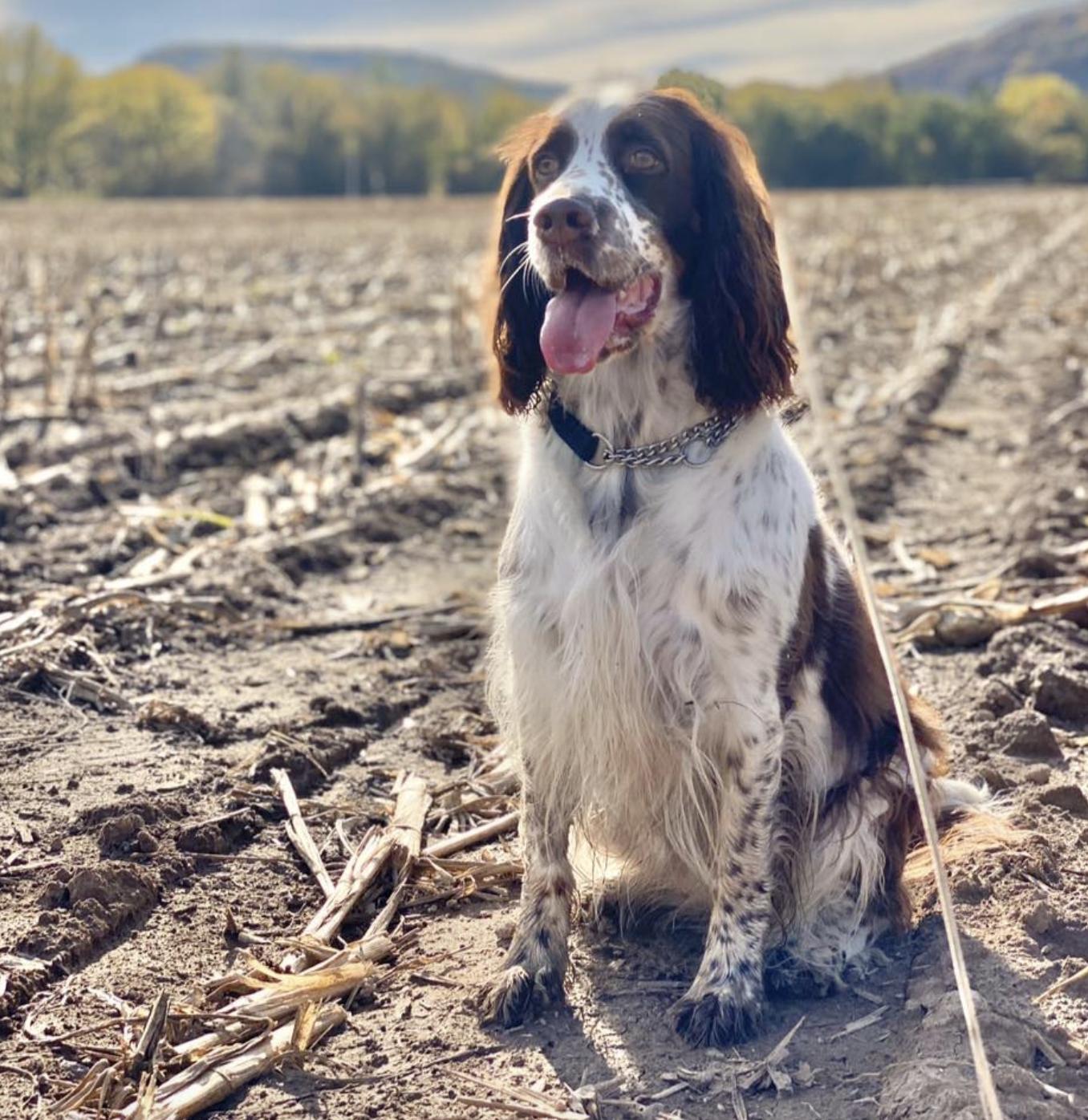 Panther Creek Springer Spaniels in New York | English Springer Spaniel ...