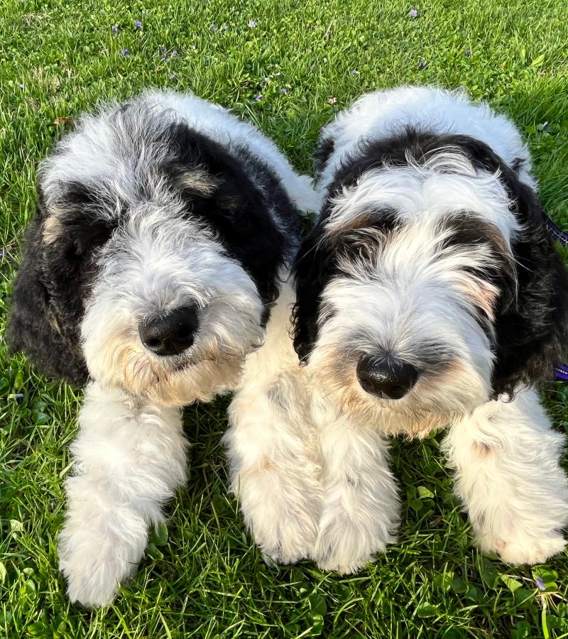 Doodles & Spice in Indiana | Bernedoodle puppies | Good Dog