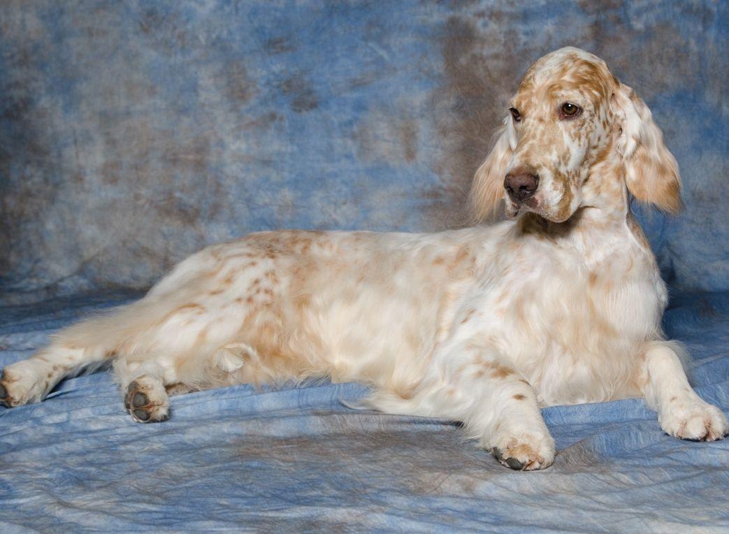 Covenant English Setters in Texas | English Setter puppies | Good Dog