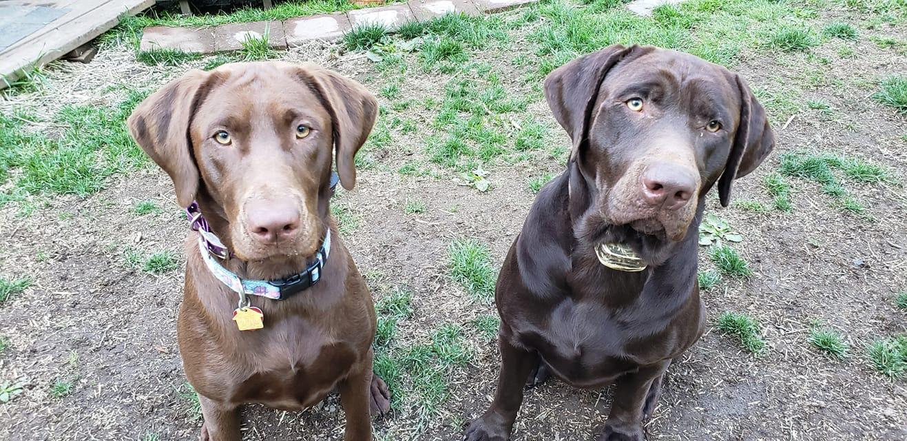 LB Labradors in Washington | Labrador Retriever puppies | Good Dog