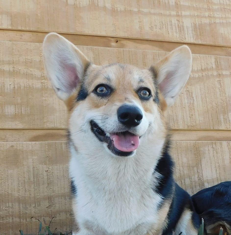Little Bit Corgis in Florida | Pembroke Welsh Corgi puppies | Good Dog