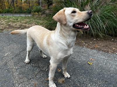Old Line Labradors in Maryland | Labrador Retriever puppies | Good Dog
