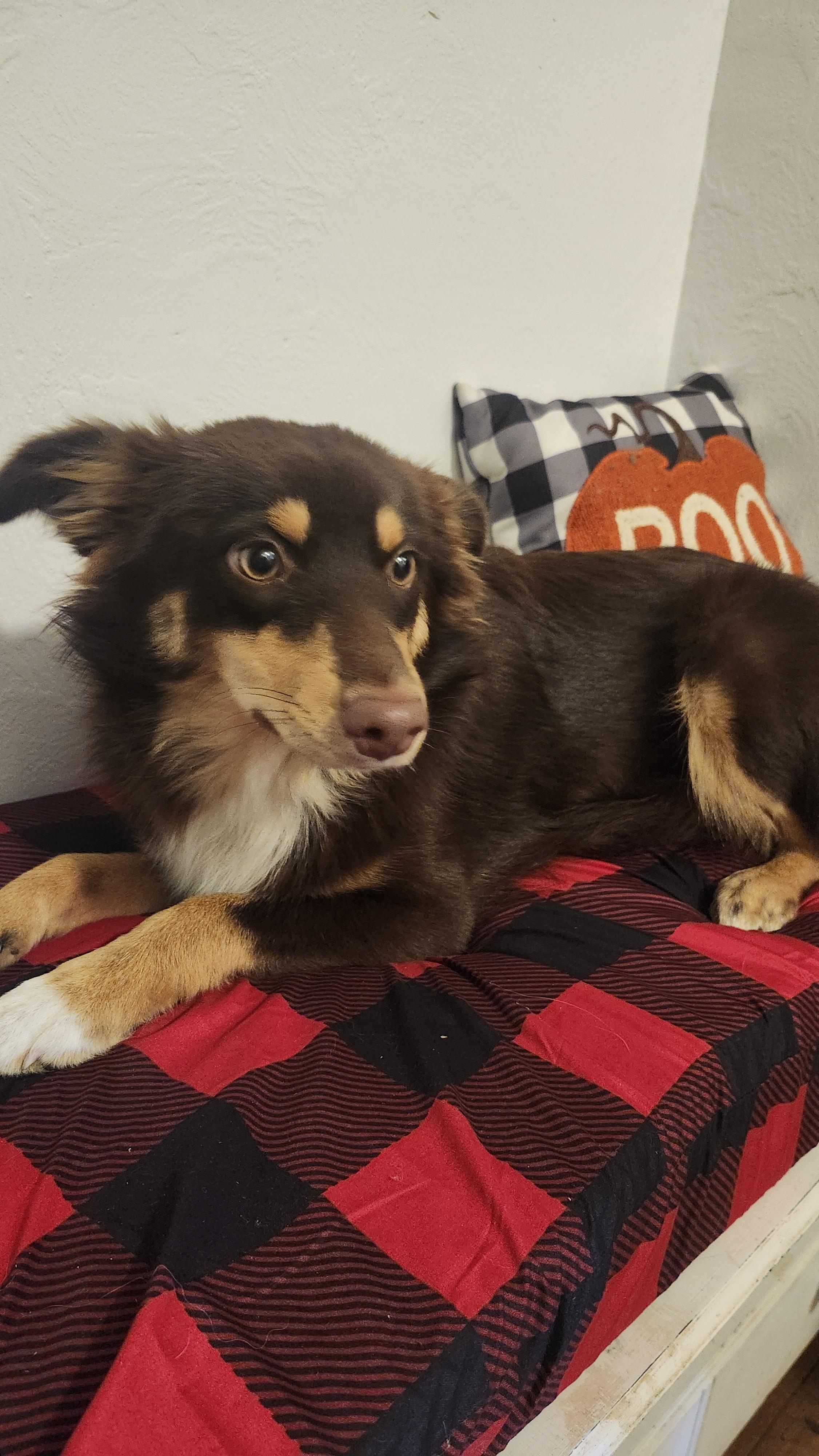 Mini Aussies Nookery in Indiana | Miniature Australian Shepherd puppies ...