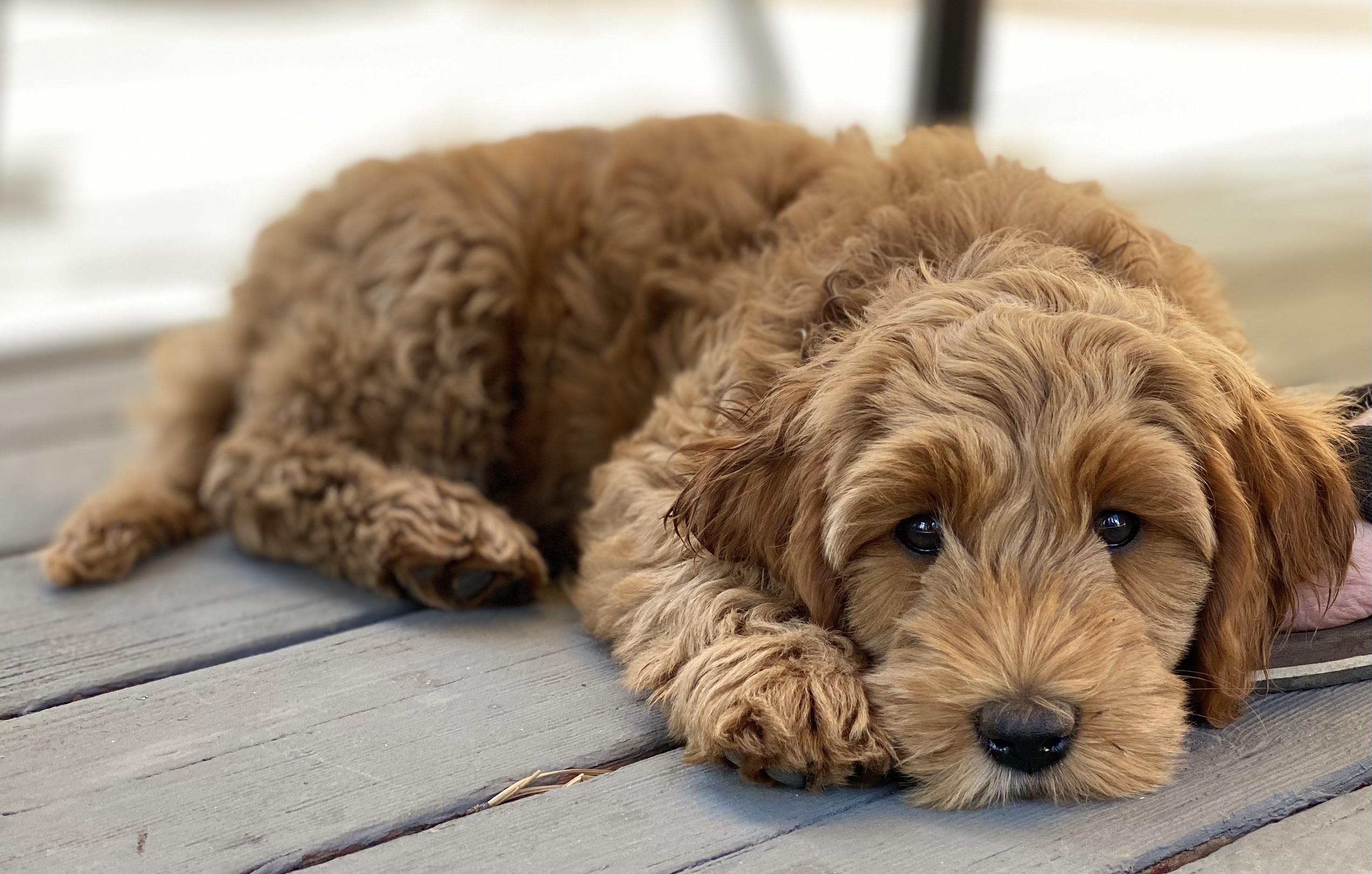 High Desert Labradoodles in Oregon | Australian Labradoodle puppies ...