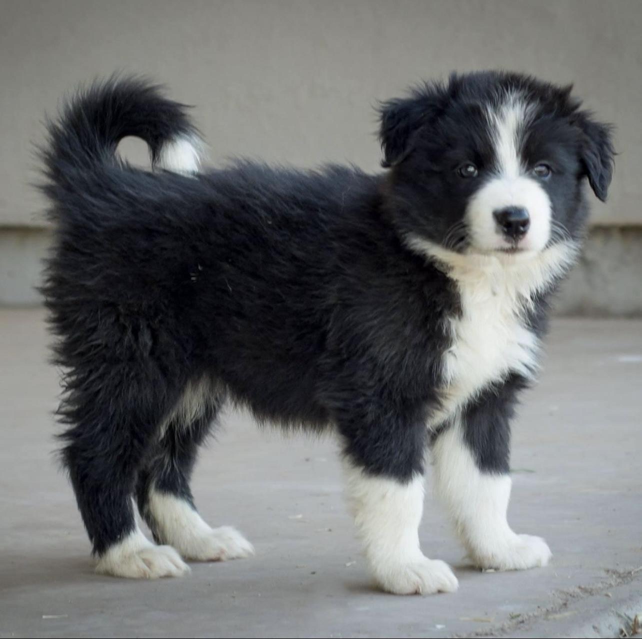 Shill Border Collies in Arizona | Border Collie puppies | Good Dog