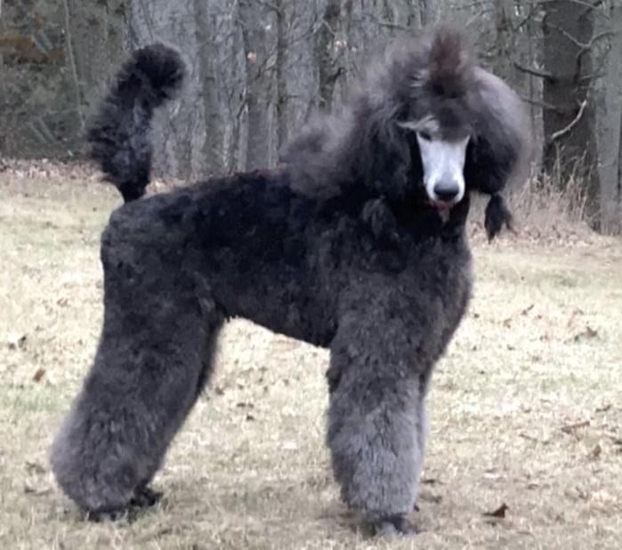 Mozaic Standard Poodles in Michigan | Poodle puppies | Good Dog