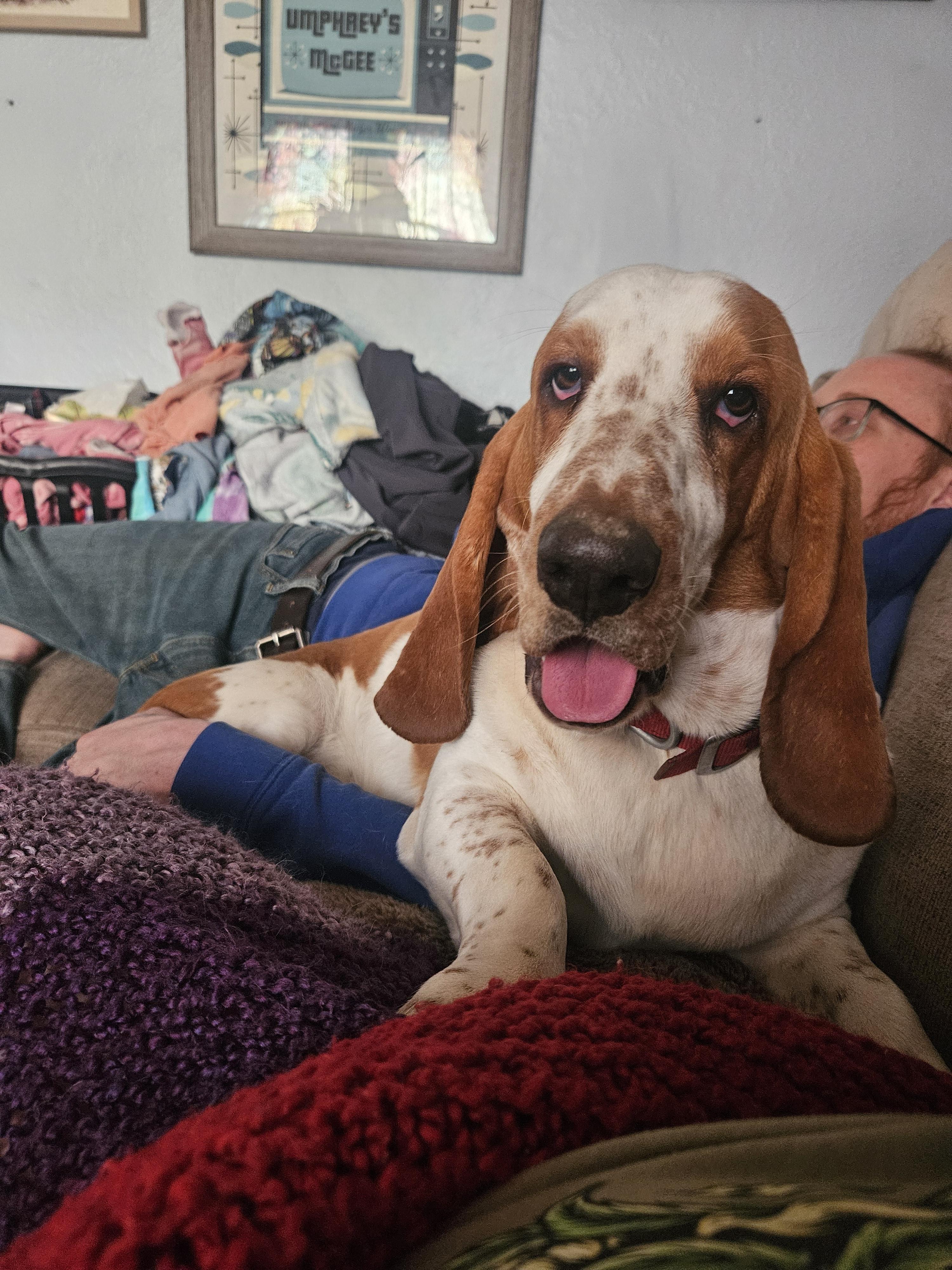 Bad and Boujee Basset Hounds in Indiana | Basset Hound puppies | Good Dog