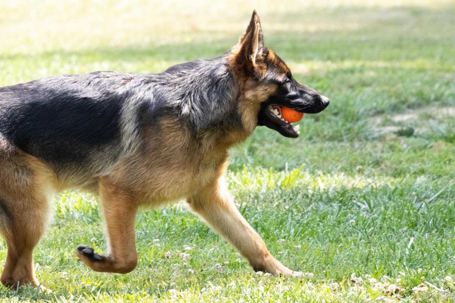 Sentinel German Shepherds in Delaware | German Shepherd puppies | Good Dog
