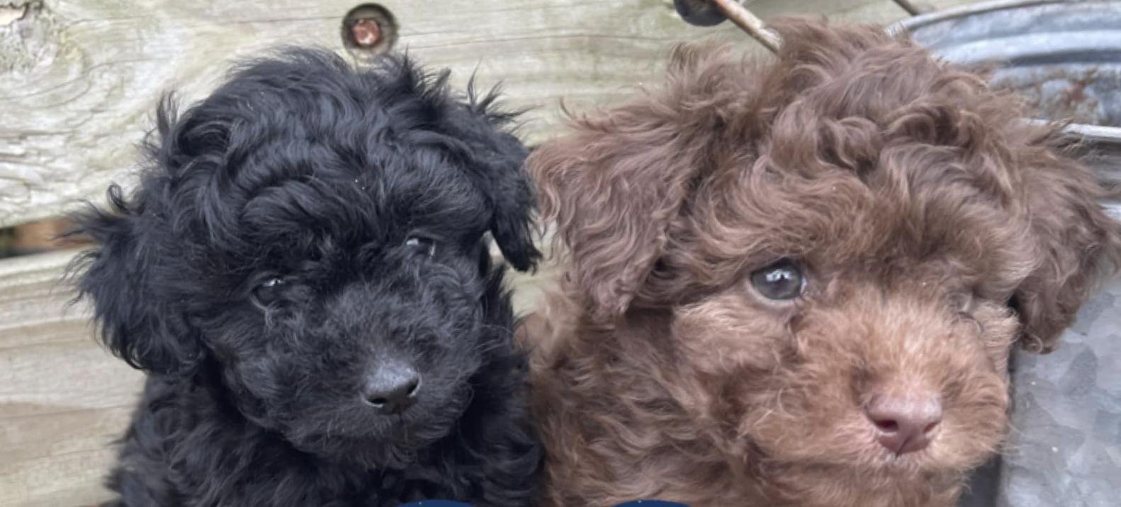 Whizzys Doodles and Poodles in Arkansas | Poodle puppies | Good Dog