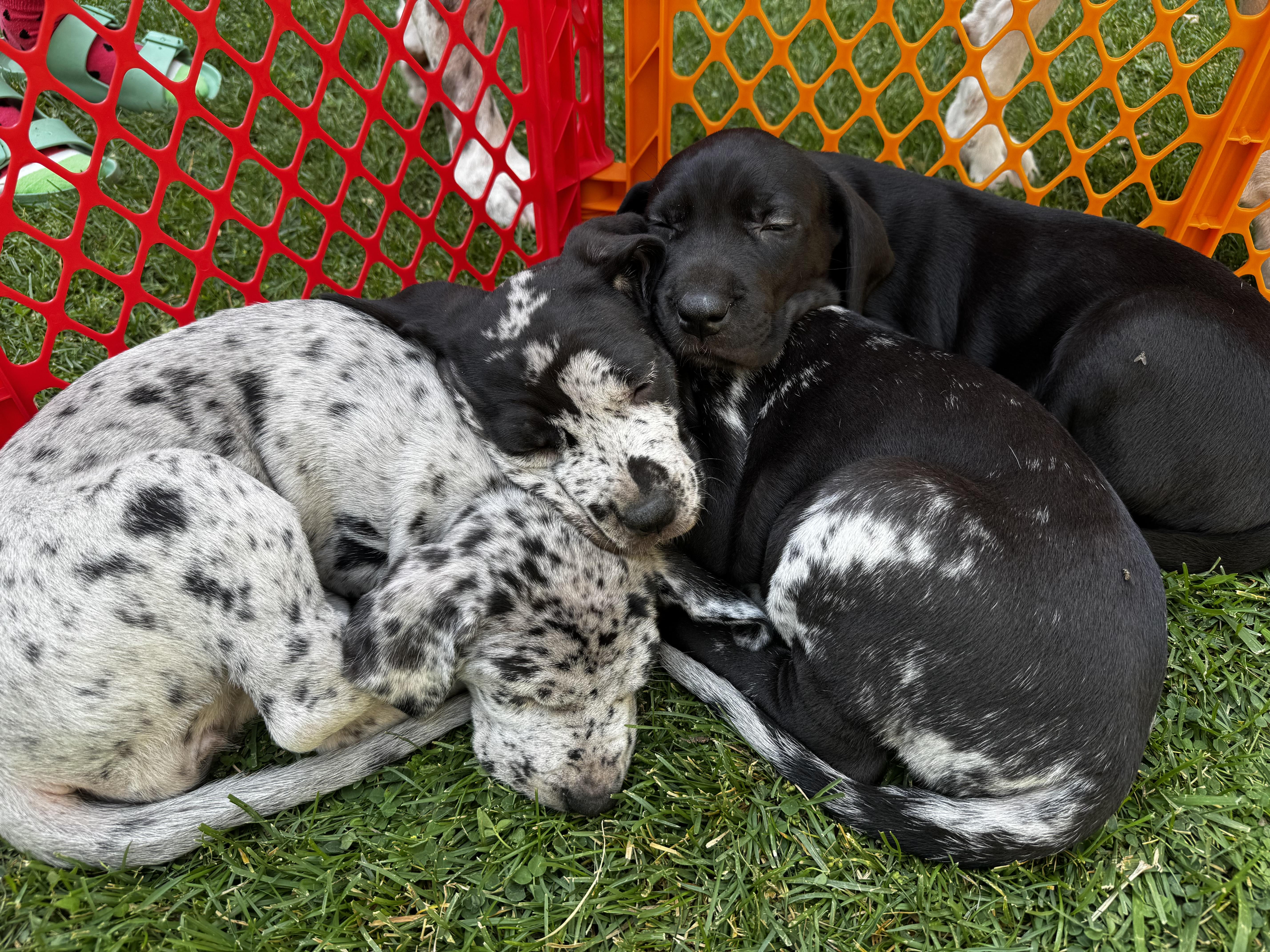 Denver Danes in Colorado | Great Dane puppies | Good Dog
