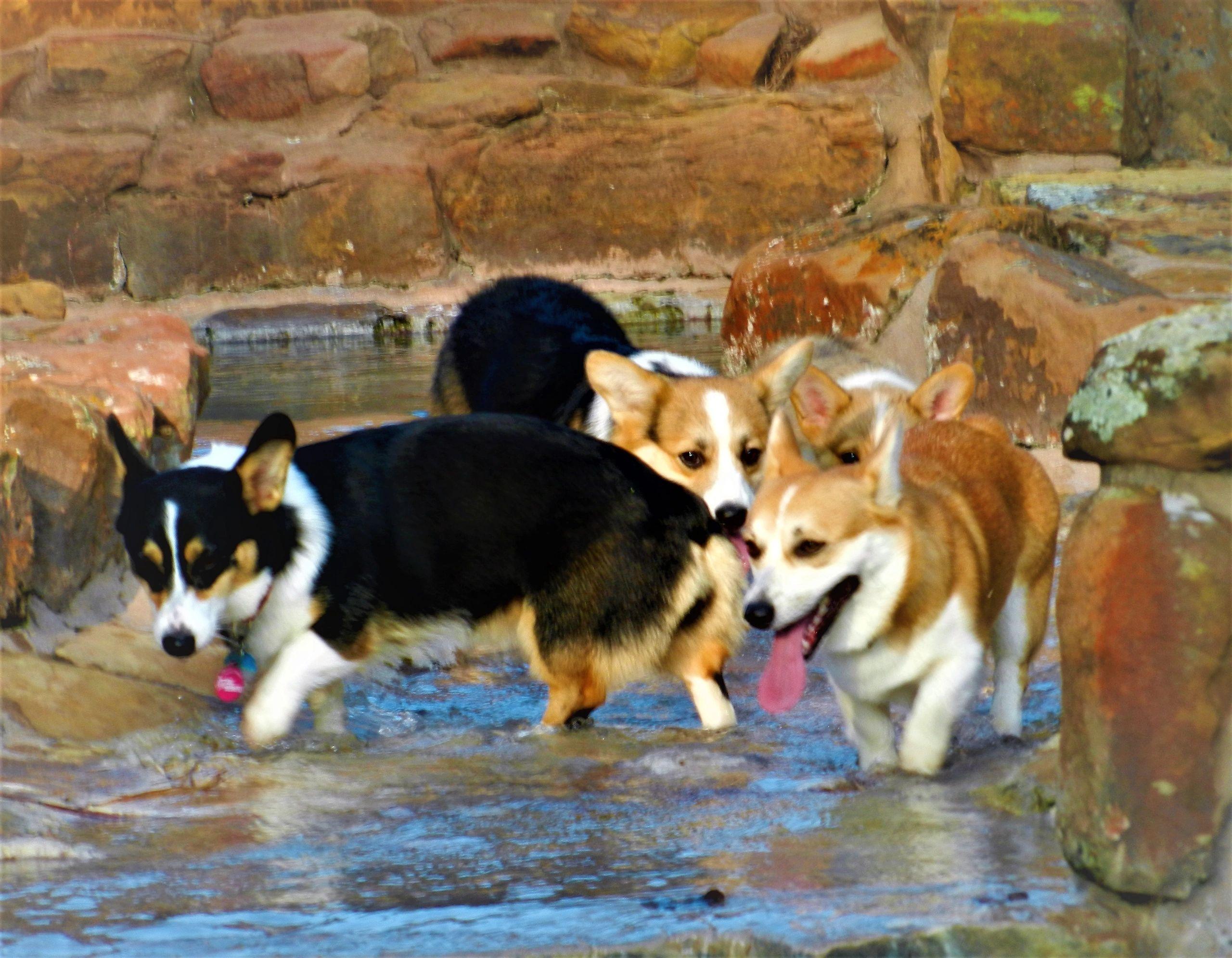 Cross Country Corgis in West Virginia | Pembroke Welsh Corgi puppies ...