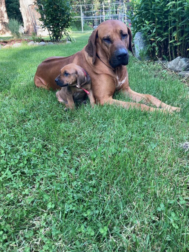 StoneRidge in Oregon | Rhodesian Ridgeback puppies | Good Dog