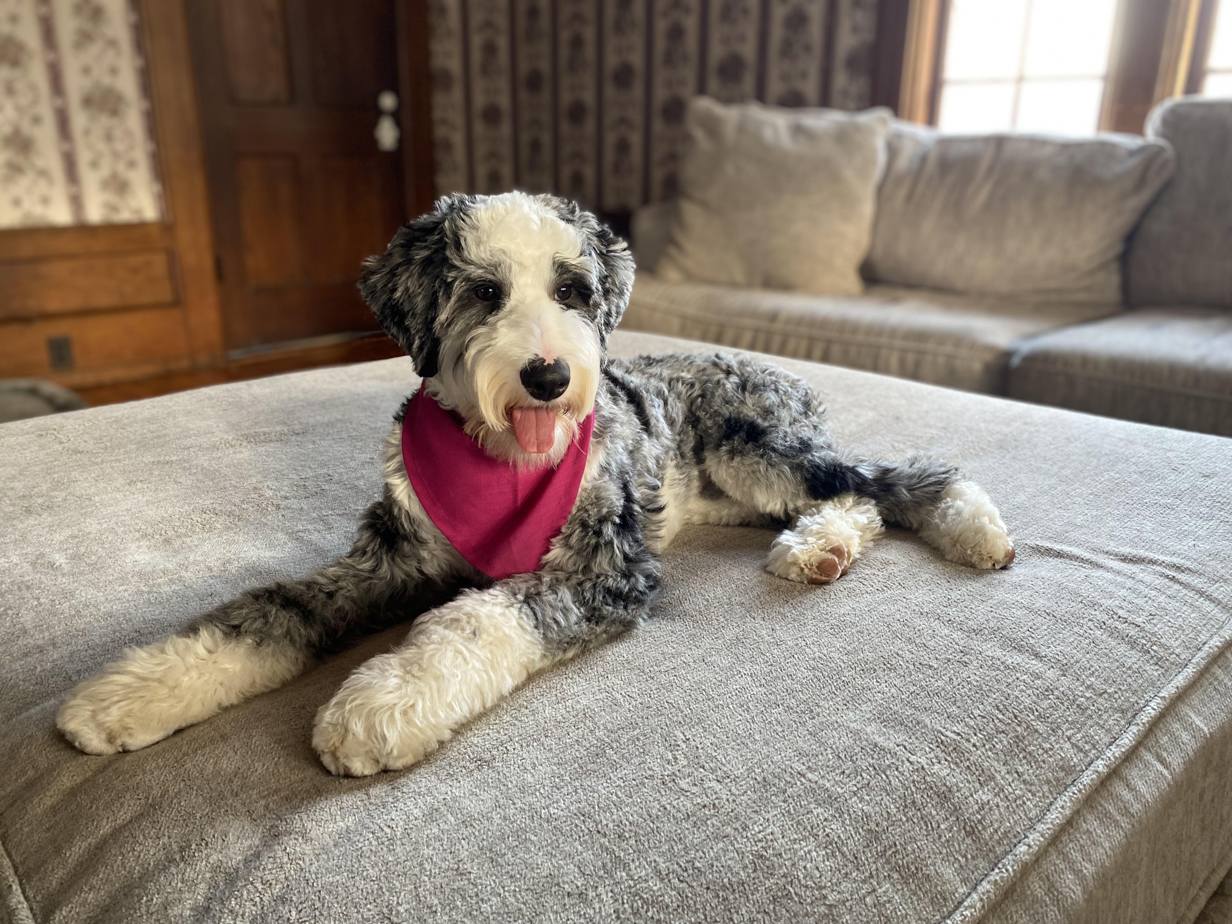 Zehr’s Labradoodles & Bernedoodles in New York | Bernedoodle and ...