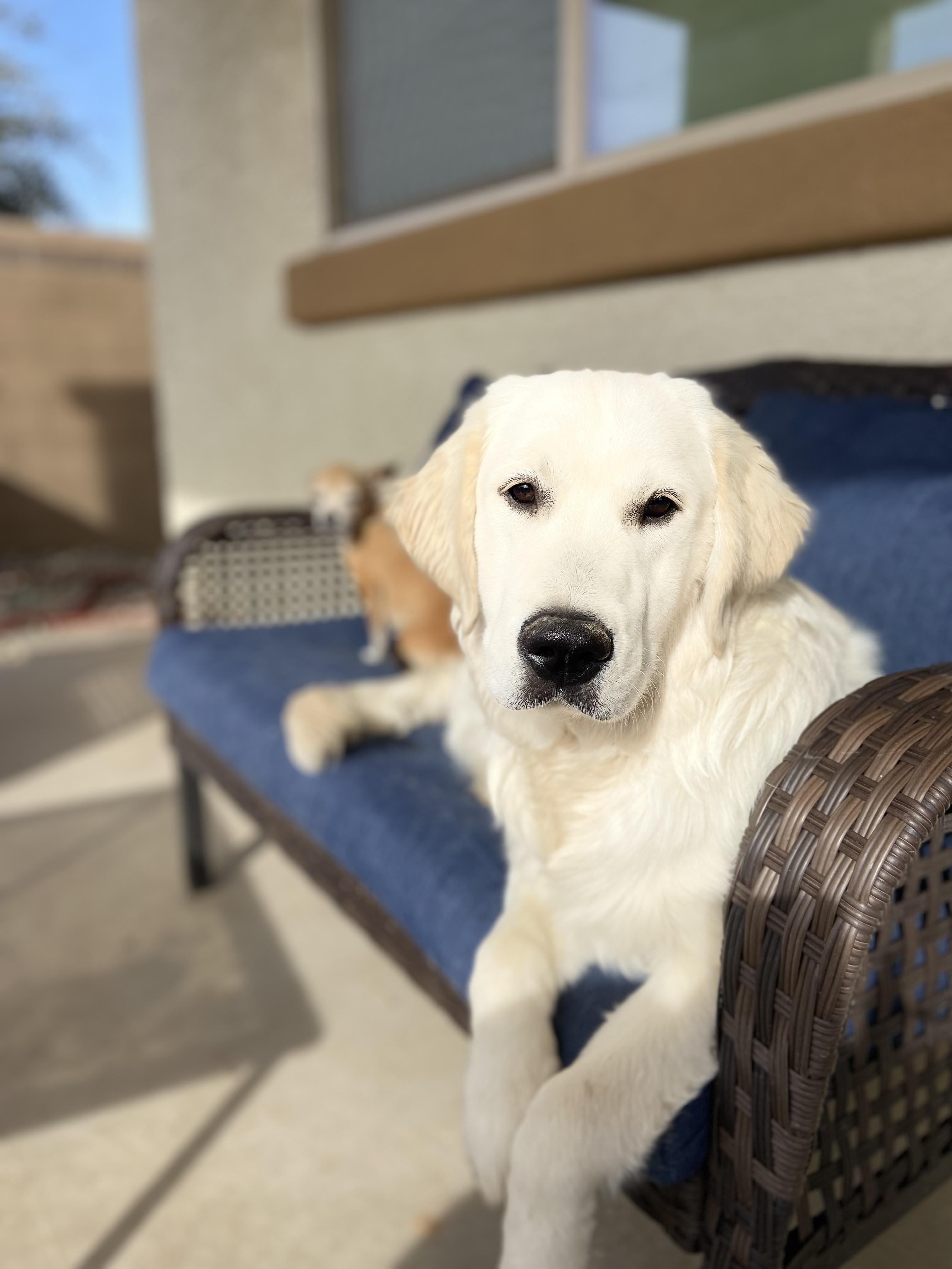 Sunshine Mountain Retrievers in Arizona | Golden Retriever puppies ...