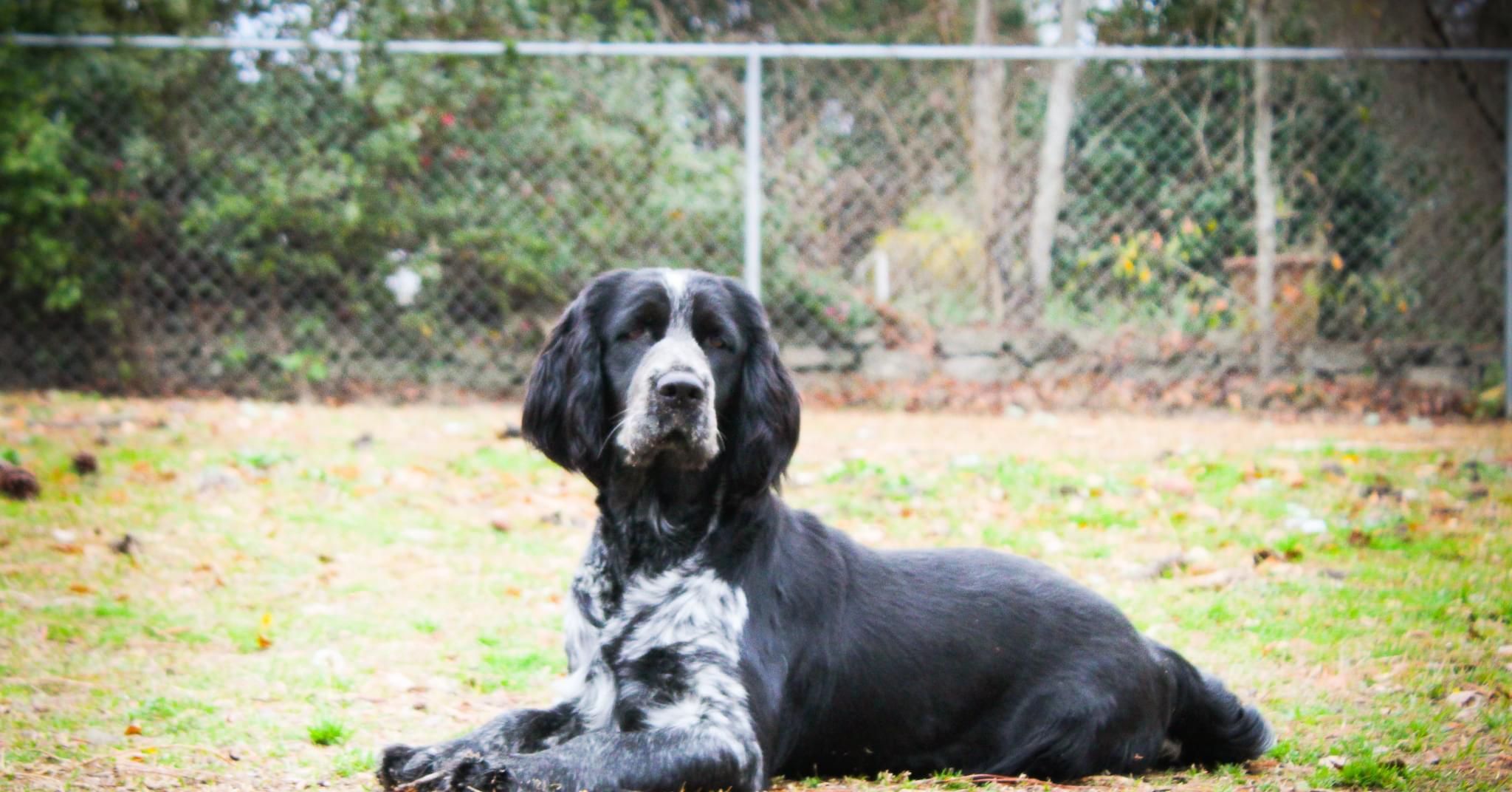 Sweet Georgia Springers in Georgia | English Springer Spaniel puppies ...