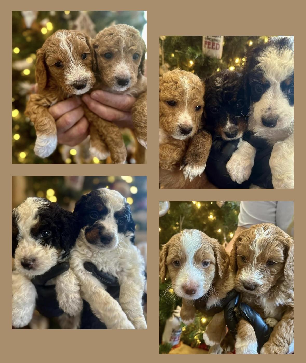 Rooper Doodles in Michigan | Bernedoodle puppies | Good Dog