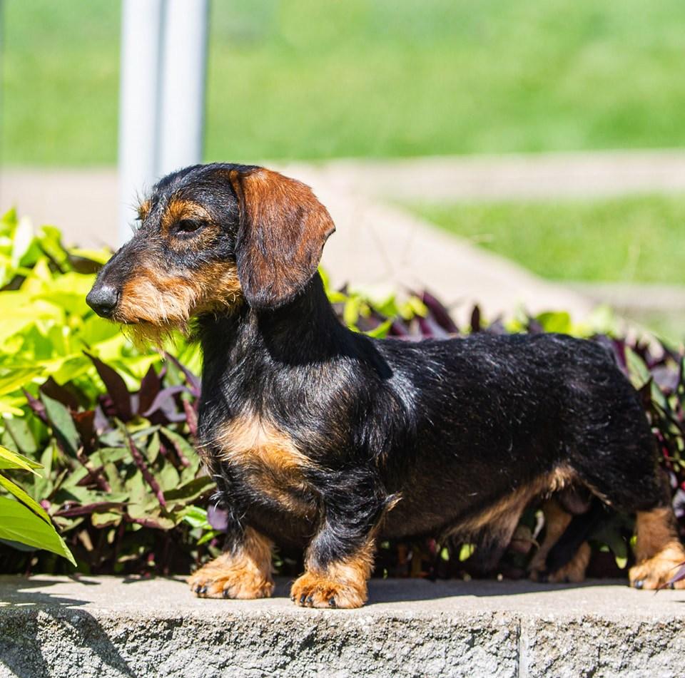Crestview Kennel in Oregon | Dachshund and German Shorthaired Pointer ...