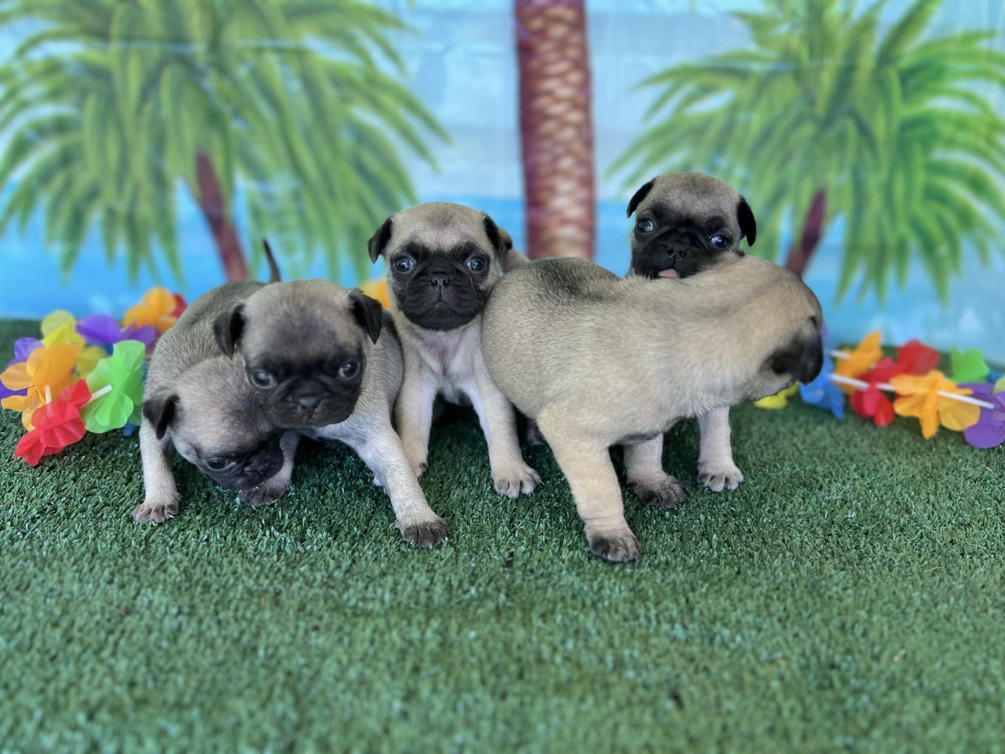 Ozark Mountain Doodles & Pugs in Arkansas | Cavapoo, Goldendoodle ...