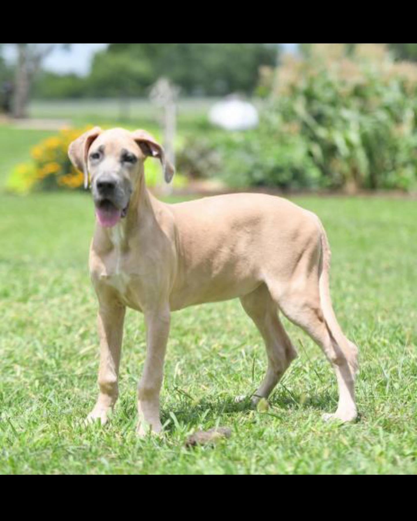 Madison’s Great Danes in Ohio | Great Dane puppies | Good Dog