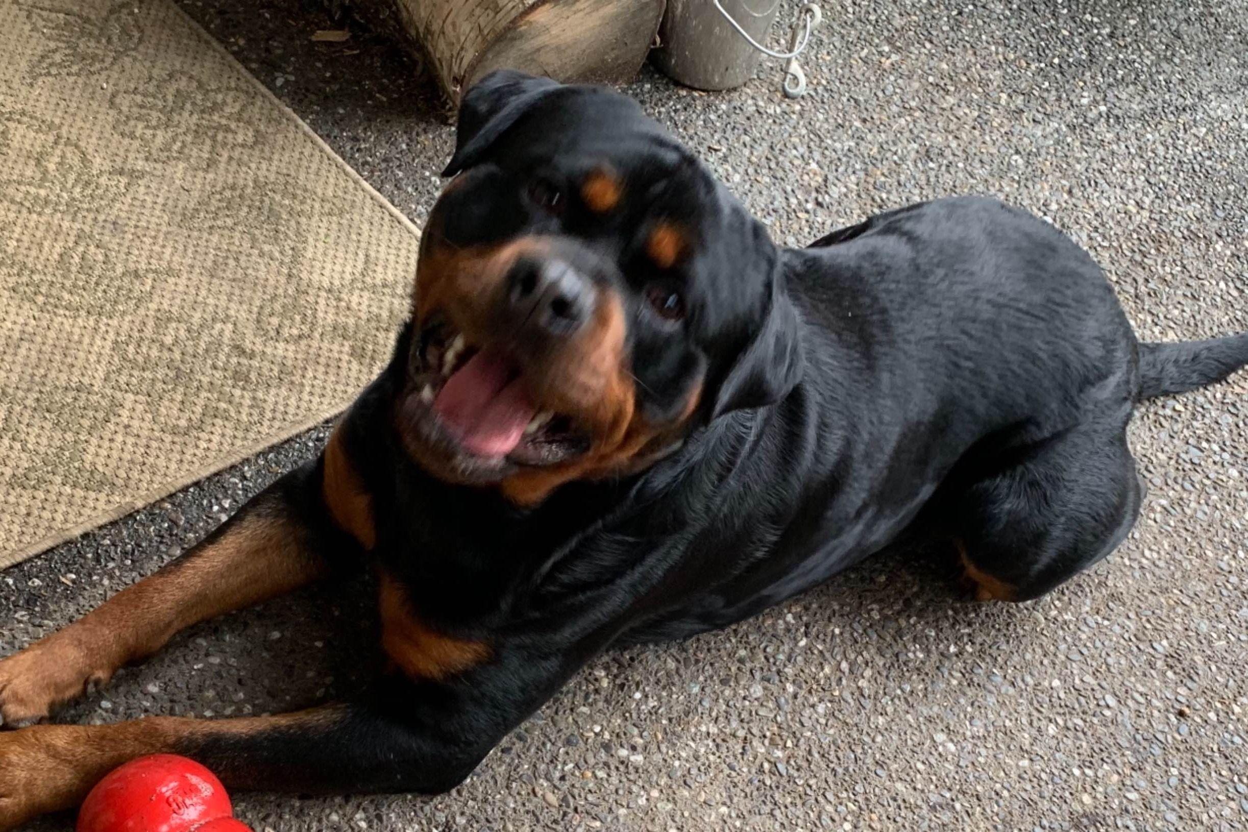 ADRK Imported German Rottweilers in Washington | Rottweiler puppies ...