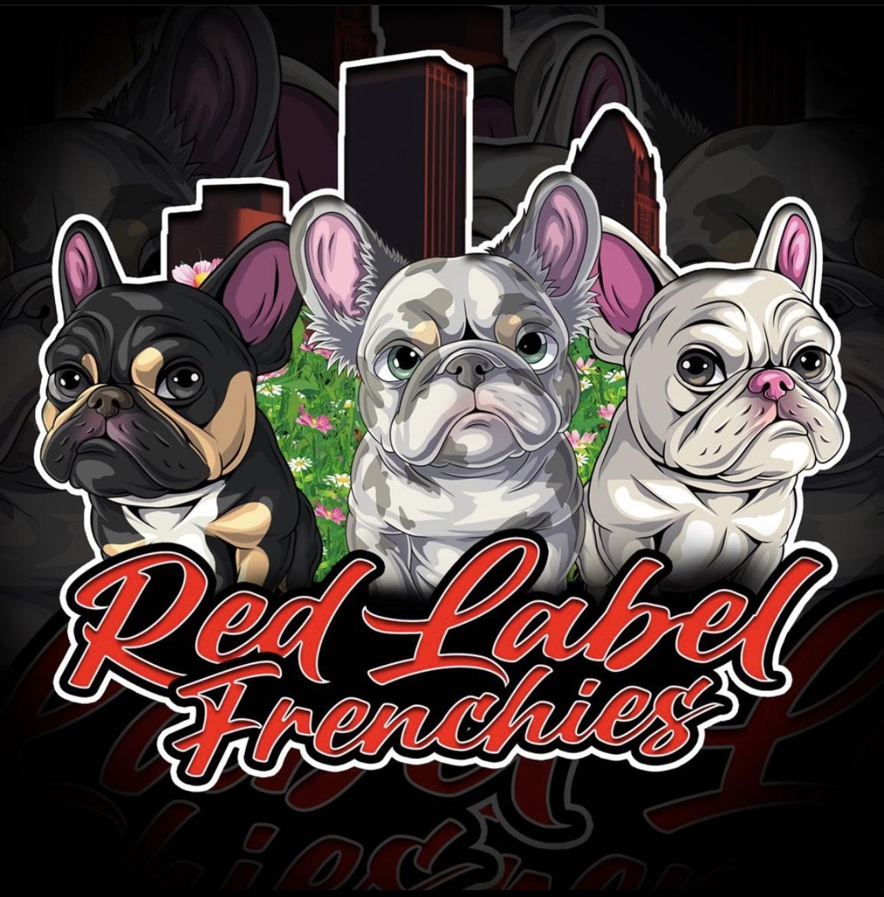 Red Label Frenchies in Texas | French Bulldog puppies | Good Dog