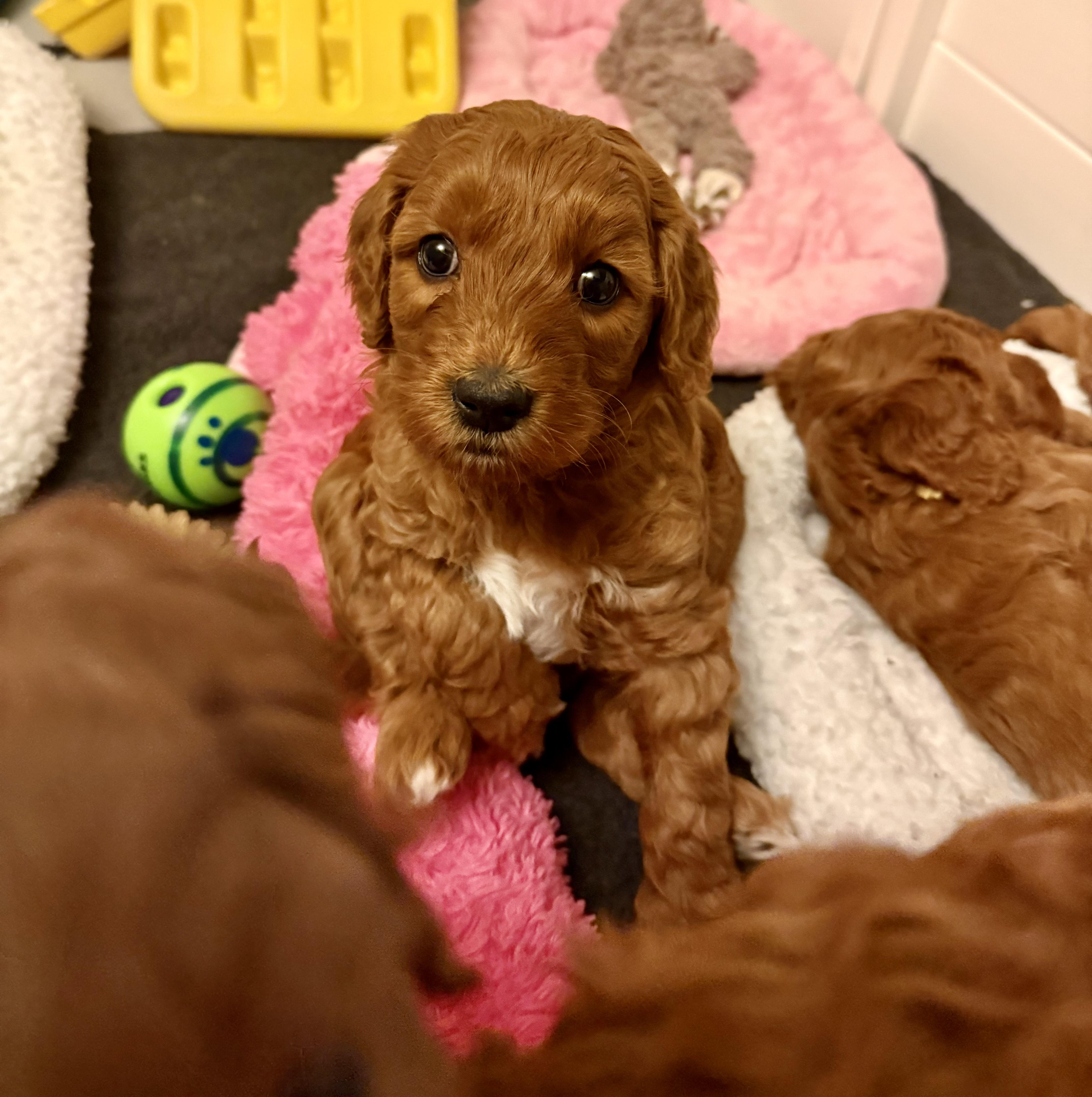 Fishermen’s Doodles in Indiana | Goldendoodle puppies | Good Dog