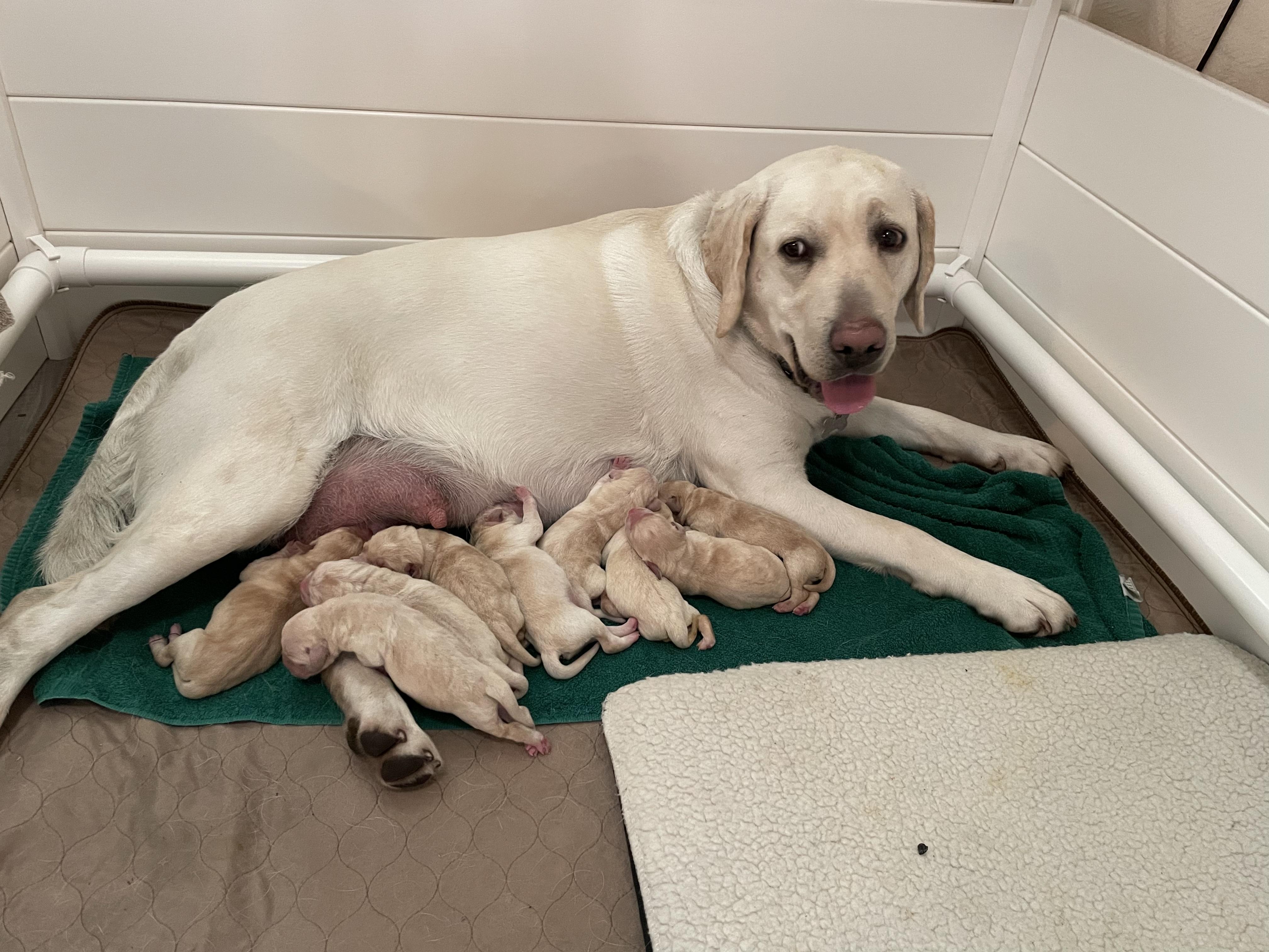 Bella Frieda Farm Labrador Retrievers in California | Labrador ...
