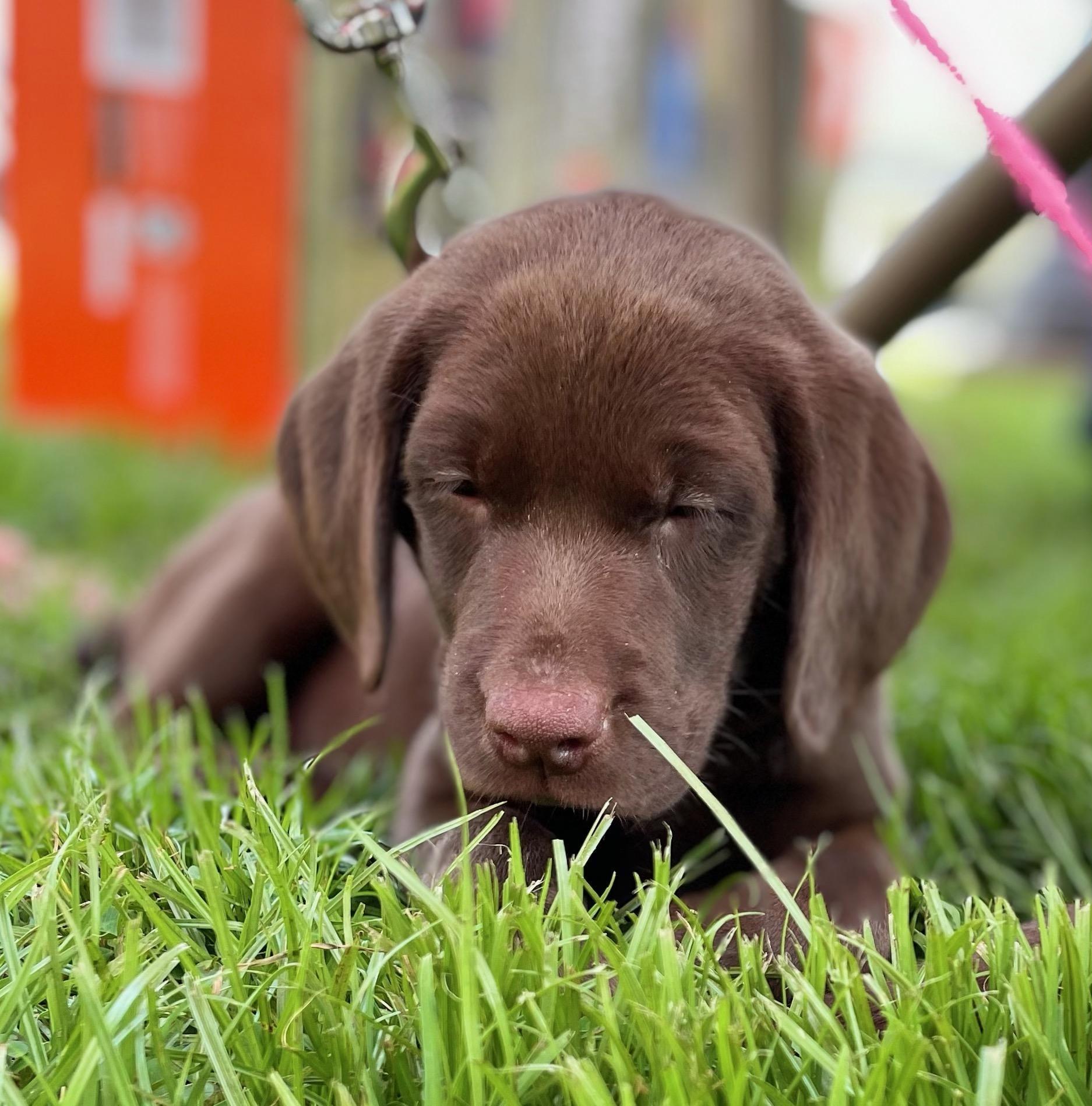 Ransone House Labradors in Virginia | Labrador Retriever puppies | Good Dog