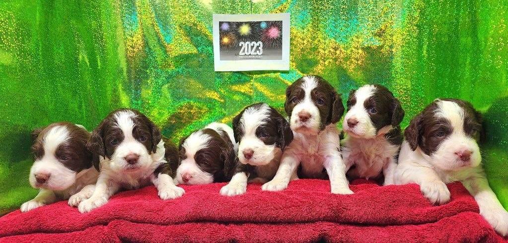 Davis English Springer Spaniels in Pennsylvania | English Springer ...