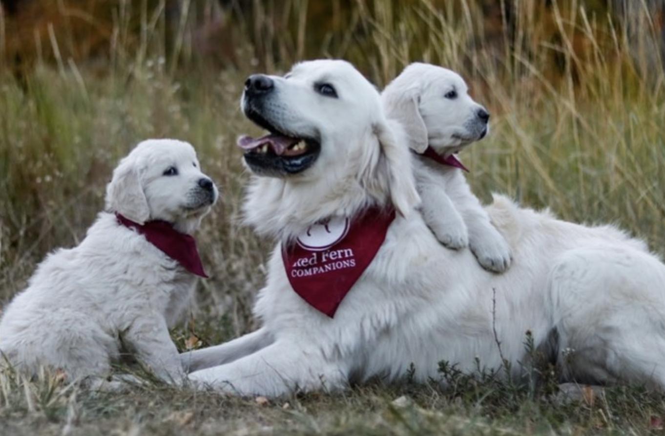 Red Fern Companions in Utah | Golden Retriever puppies | Good Dog