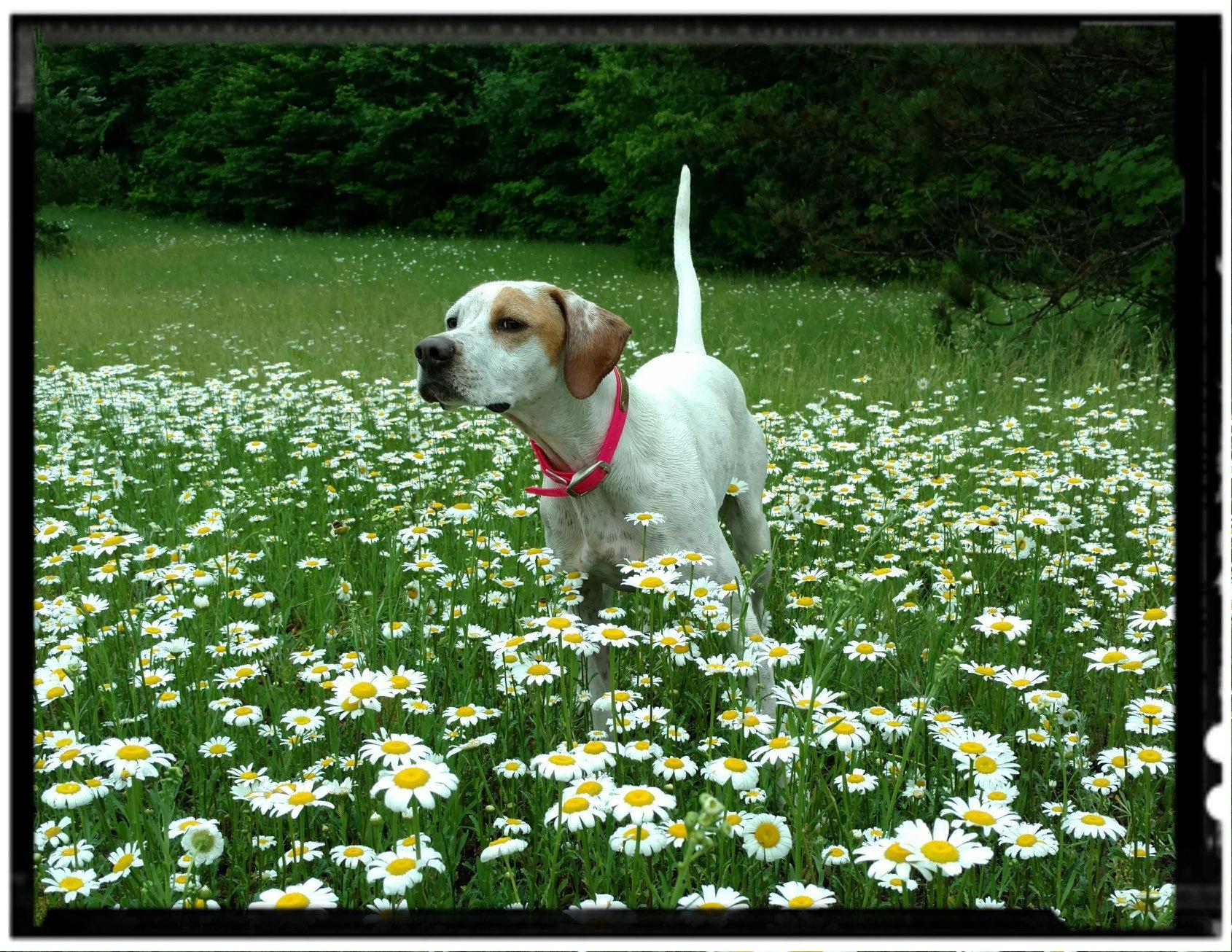 Silvershot Weimaraners and Pointers in Michigan | Pointer and ...