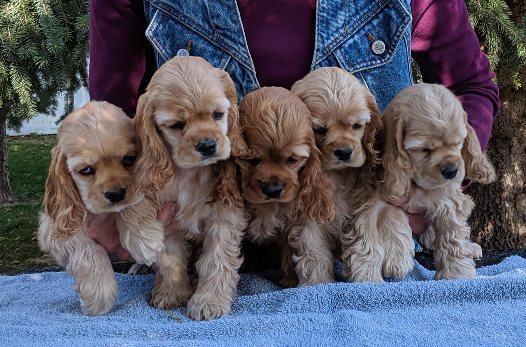 Jacobsen's Cockers in Utah | Cocker Spaniel puppies | Good Dog