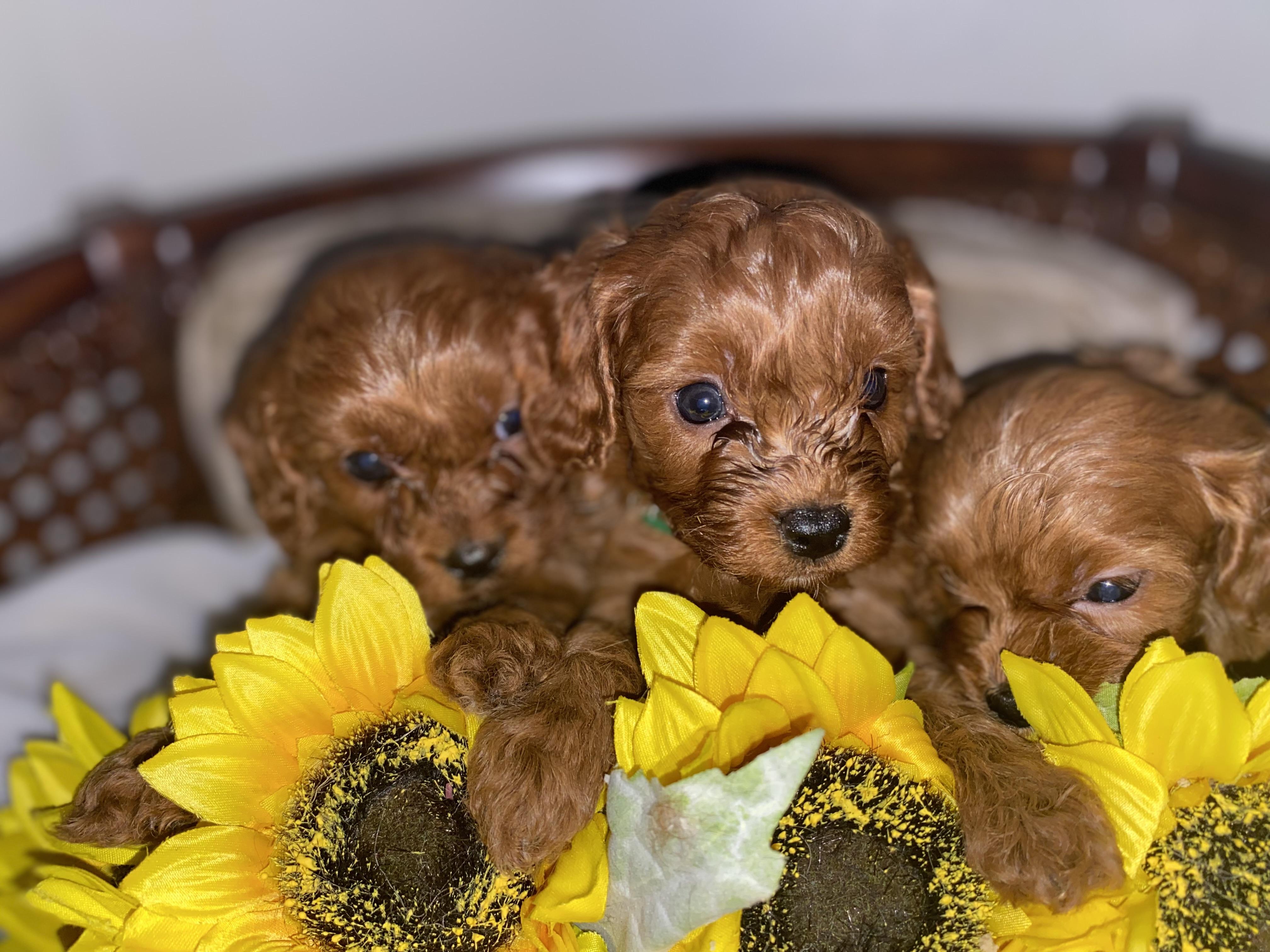 Mckendra's Legacy in California | Cavapoo and Poodle puppies | Good Dog